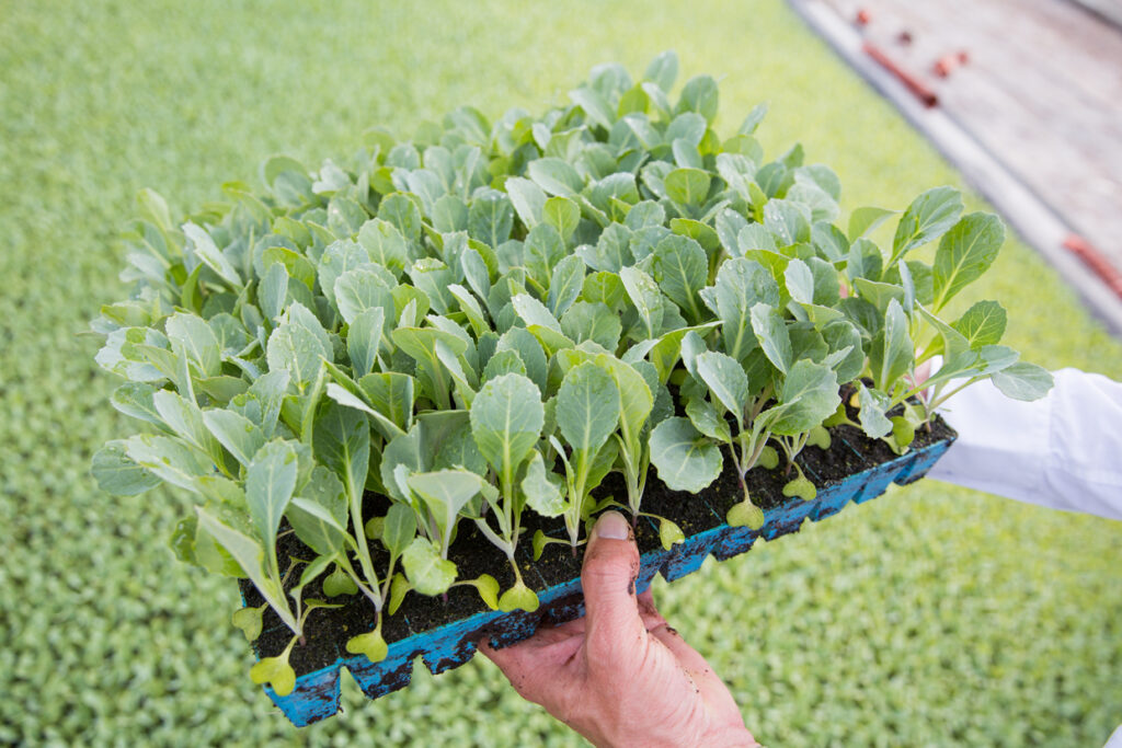 Trayplanten – WPK