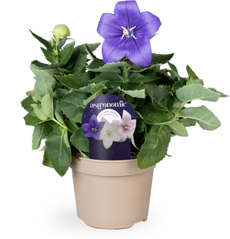 Platycodon “Astronomic” EN – WPK